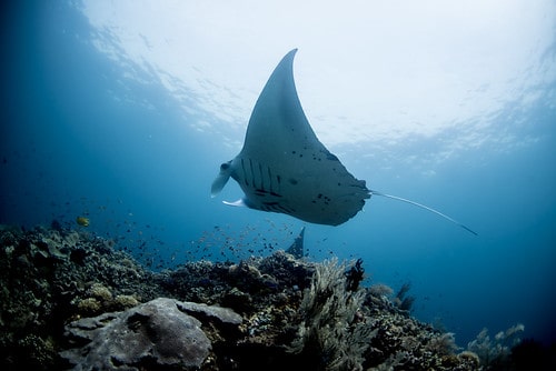 Tour Pulau Derawan 3H2M | Labiru Tour